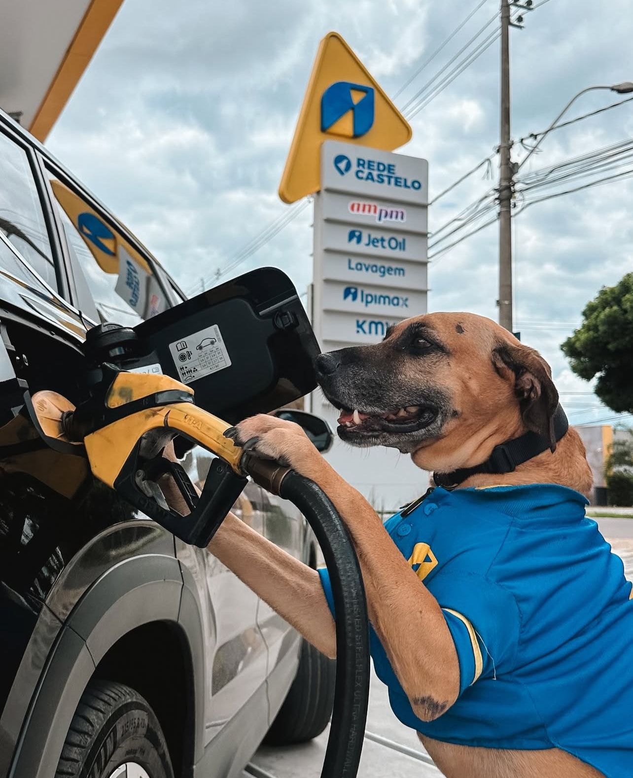Posto de gasolina adota ‘cão frentista’, transforma pet em mascote do ...