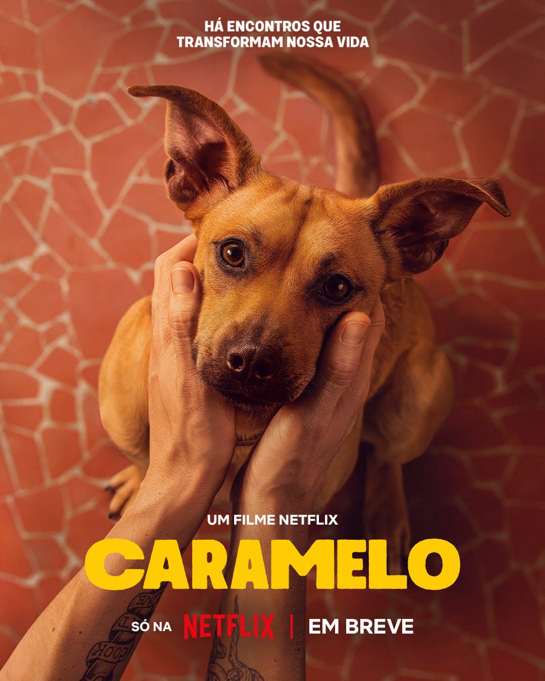 No Dia do Vira-Lata, Netflix anuncia filme em homenagem ao cachorro ...